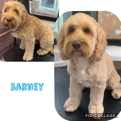 💙 Barney The Cockapoo Wagging Wheels Mobile Dog Grooming