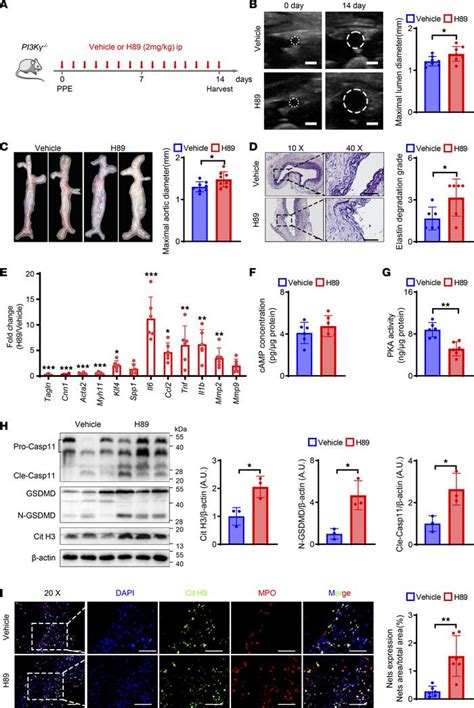 Jci Insight Pi3kγ Promotes Neutrophil Extracellular Trap Formation By