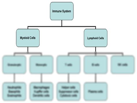 Solution Types Of Immune System Studypool