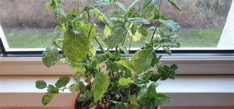 11 Common Problems When Growing Mint And Their Solutions Gardening