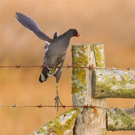 Alan Searle Alansearle13 Twitter