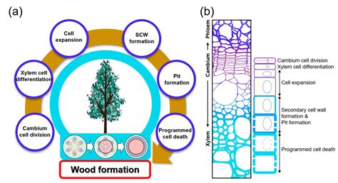 Vascular Cambium Wood 721 The Vascular Cambium Plants In Action