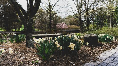 Flower Gardens In Knoxville Tn Fasci Garden