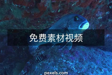 200000个最精彩的“裸体女孩”视频 · 100免费下载 · Pexels素材视频