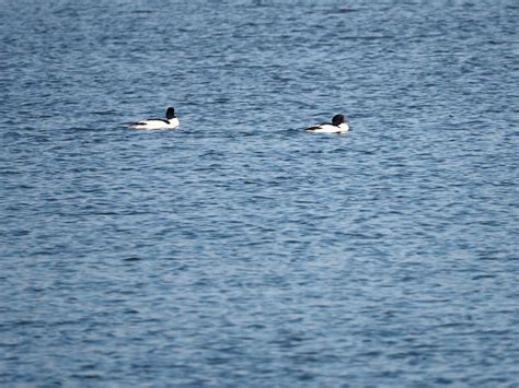 Common Merganser M