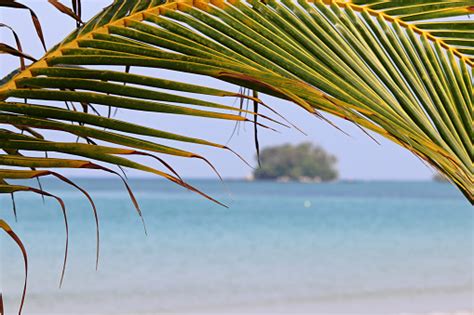 열대 해변 야자수 잎을 통해 푸른 바다와 녹색 섬의 전망 선택적 초점 0명에 대한 스톡 사진 및 기타 이미지 0명 경관 관광 Istock