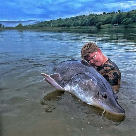 Jeseter Velký Chyť A Pusť