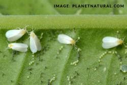Garden Pests The Complete Garden Pest List With Images And How To