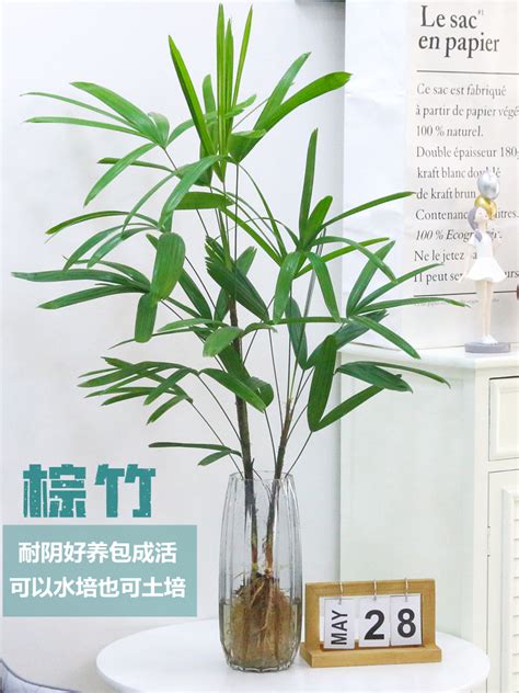 水培植物棕竹盆栽室内好养耐阴竹子四季富贵竹绿植花卉水养观音竹虎窝淘