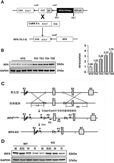 Interferon Regulatory Factor Irf 6 And Application Of Irf 6 Inhibitor To Brain Stroke Disease