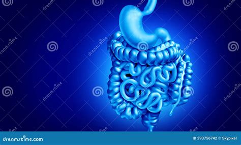 Human Digestion Stock Illustration Illustration Of Bile 293756742