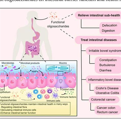 Schematic Overview Of The Effects Of Functional Oligosaccharides On Download Scientific Diagram