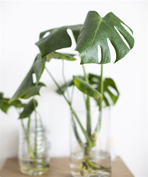 How To Care For Monstera In Water A Complete Guide