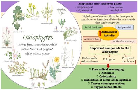 Different Applications Of Halophytes Download Scientific Diagram