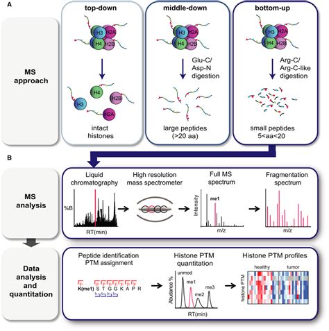 ms based analysis of histone ptms a scheme summarizing the three