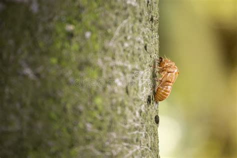 Cicada Bug Shell On The Tree Stock Image Image Of Outdoor Season