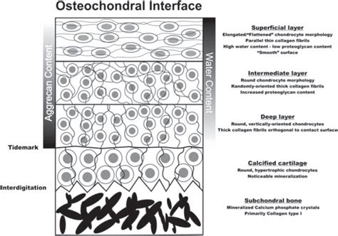 Schematic Of The Osteochondral Interface Images Are From 80 2012