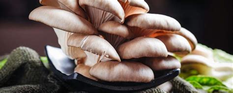 平菇在室内的种植方法 怎么管理养护 养花技巧 长景园林网