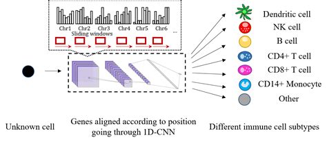Github Krislovelesschrnet Barchart 1d Cnn Architecture For Scrna