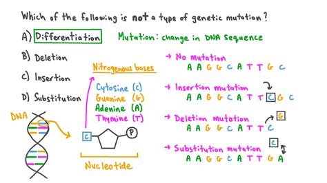 Dna Mutation Deletion
