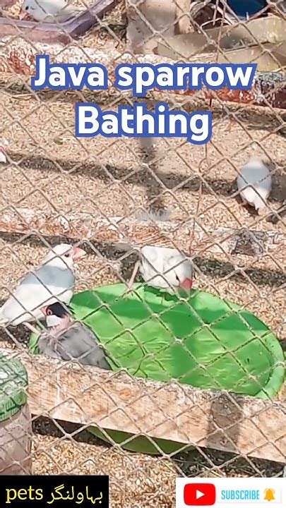 java sparrow bathing shorts shortsvideo javasetup javalover