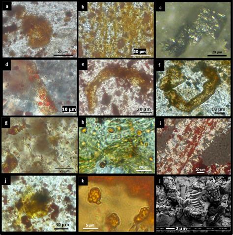 Figure S9 Some Others Microfossils And Biomorphs A K Download Scientific Diagram