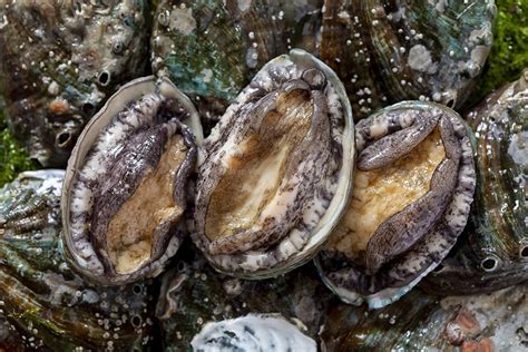 복날과 삼복 무더위엔 바다의 산삼~완도 전복으로 원기 회복하세요 위키트리 복날과 삼복 무더위엔 바다의 산삼~완도 전복으로 원기 회복하세요 위키트리