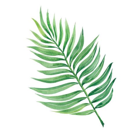 برگ نخل استوایی عجیب و غریب برای طراحی کاغذ دیواری پارچه پس زمینه چاپ آبرنگ 1639102