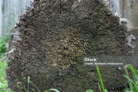 봄에 숲에서 오래된 나무 줄기떨어졌다 쓰러진 나무의 오래된 썩은 그루터기의 질감 0명에 대한 스톡 사진 및 기타 이미지 0명 각도 갈색 Istock