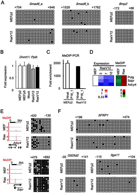 No Detection Of Dna Methylation Alteration A Bisulfite Sequencing Of