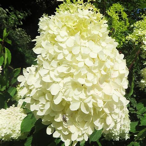 Hydrangea Phantom For Sale Online In Eu Directly From The Netherlands