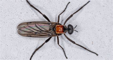 Get Prepared For Florida Love Bug Season Getaway Couple