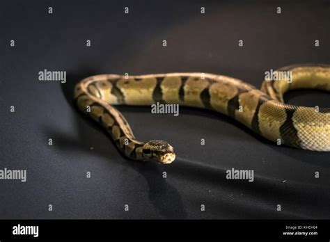 Royal Or Ball Python Snake Isolated On Black Background Stock Photo Alamy