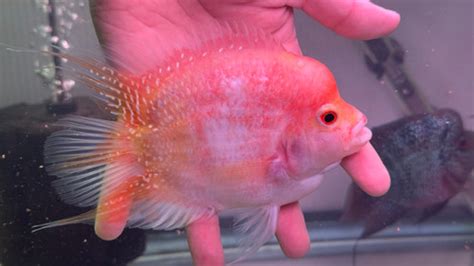 Golden Base Flowerhorn Parrot Short Body 4” Bright Aquarium