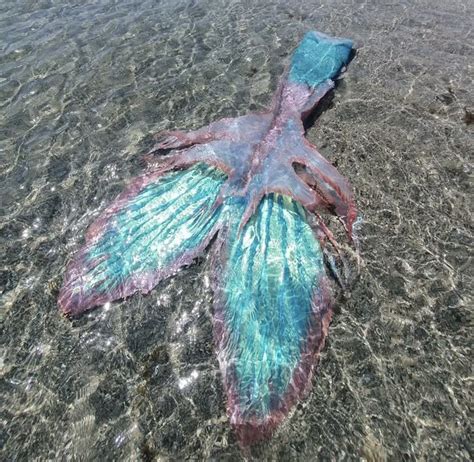 Sikiredfins Ariel Tail Realistic Mermaid Tails Beautiful Mermaids Silicone Mermaid Tails