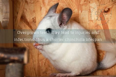 How Long Do Chinchillas Live Lifespan And Important Factors