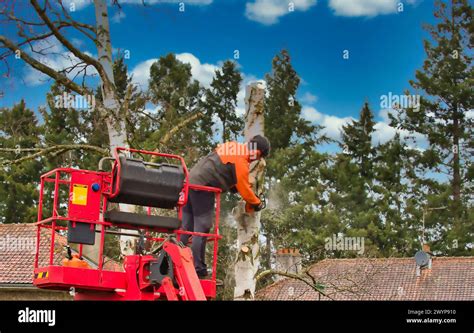 unidentified pruner in red cherry picker cutting top of tree with