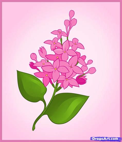 Как нарисовать сирень карандашом поэтапно для начинающих от начала и до конца