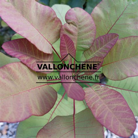Cotinus Coggygria Old Fashioned R European Smoketrea