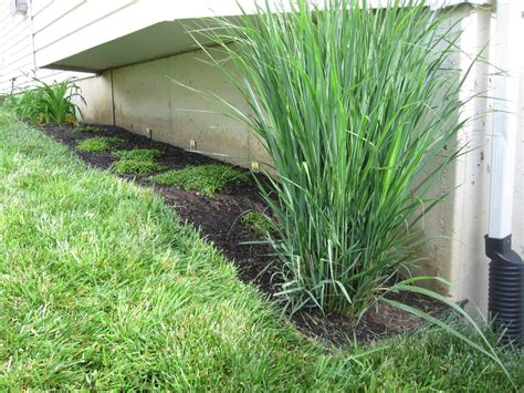 Как выглядит пырей на огороде 107 фото фото картинки и рисунки скачать бесплатно