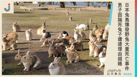 日本「兔島」爆發野兔大量死亡事件，25歲男子因踹死兔子遭逮，辯稱理由引發社會譴責。 Japhub － 日本集合
