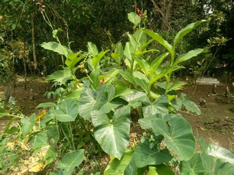 Ganyong Diolah Jadi Beragam Makanan — Mimbar Rakyat