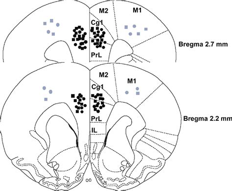Anterior Cingulate Cortex Modulates Visceral Pain As Measured By