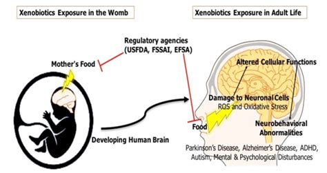 Diagrammatic Representation Of Food Additives Induced Neuronal Toxicity Download Scientific
