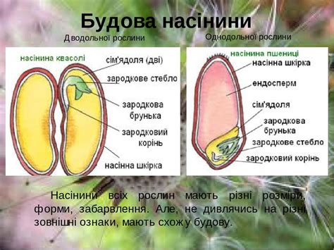 Презентація на тему Насінина Презентація Біологія
