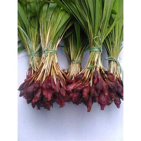 Serbuk Bawang Dayak Eleutherine Palmifolia Bawang Berlian Tiwai