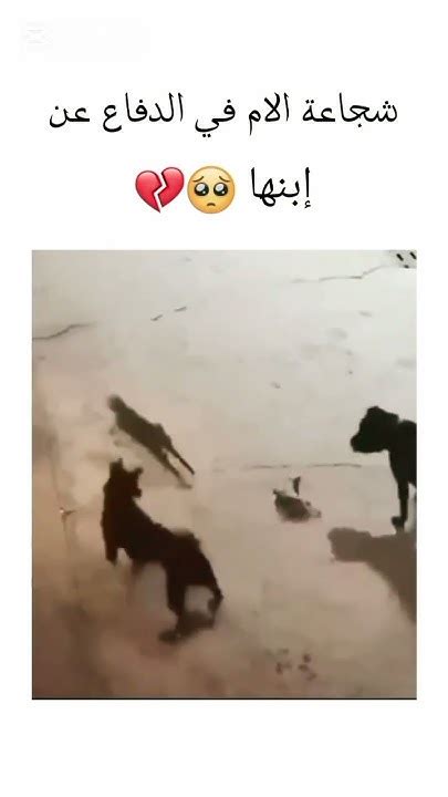 قطه تحمي صغيرها من الكلاب المتوحش Shorts Short كلاب حيوانات قطط