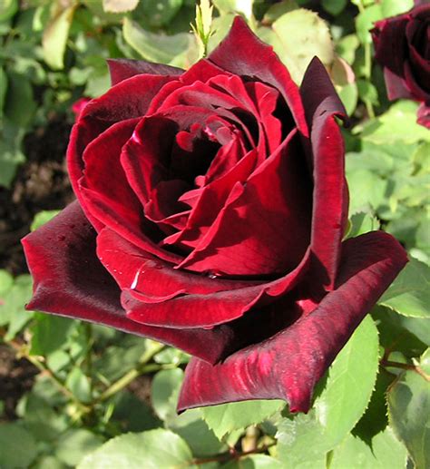 Rose Fleur — Wikipédia