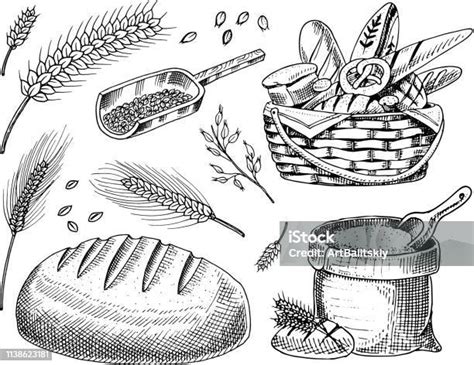 밀과 시리얼의 집합입니다 빵 맥주 및 제빵 제품을 만들기 위한 보 리와 맥 아 호 밀 씨앗 통 곡물 밀가루와 유기 농부 귀리 수확의 가방 손으로 그린 빈티지 스케치 밀가루에