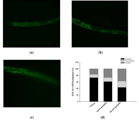 Figure 5 From The Attenuation Of Insulin Igf 1 Signaling Pathway Plays A Crucial Role In The Myo